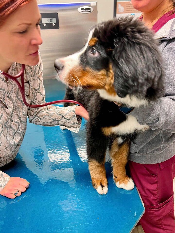 Open Veterinary Positions Near You | MountainView Veterinary Hospital